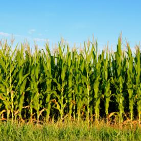 genetically-modified-corn | Wilson County Master Gardener Association