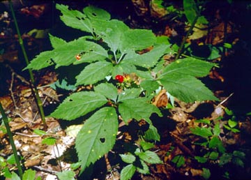 Wild Ginseng Plant Identification