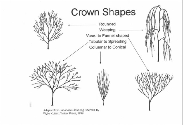 Files – Tree ID Aids | Wilson County Master Gardener Association