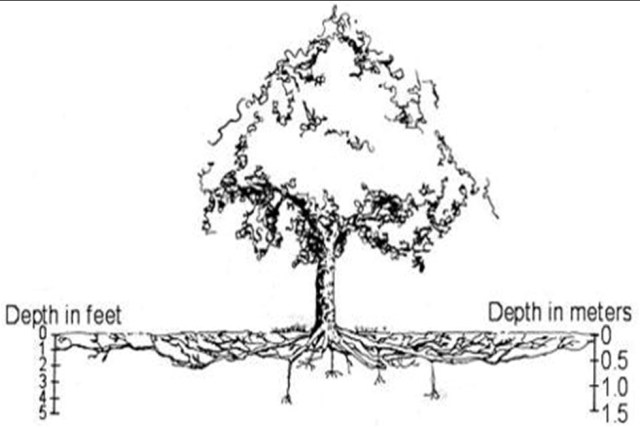 Files – Tree ID Aids | Wilson County Master Gardener Association